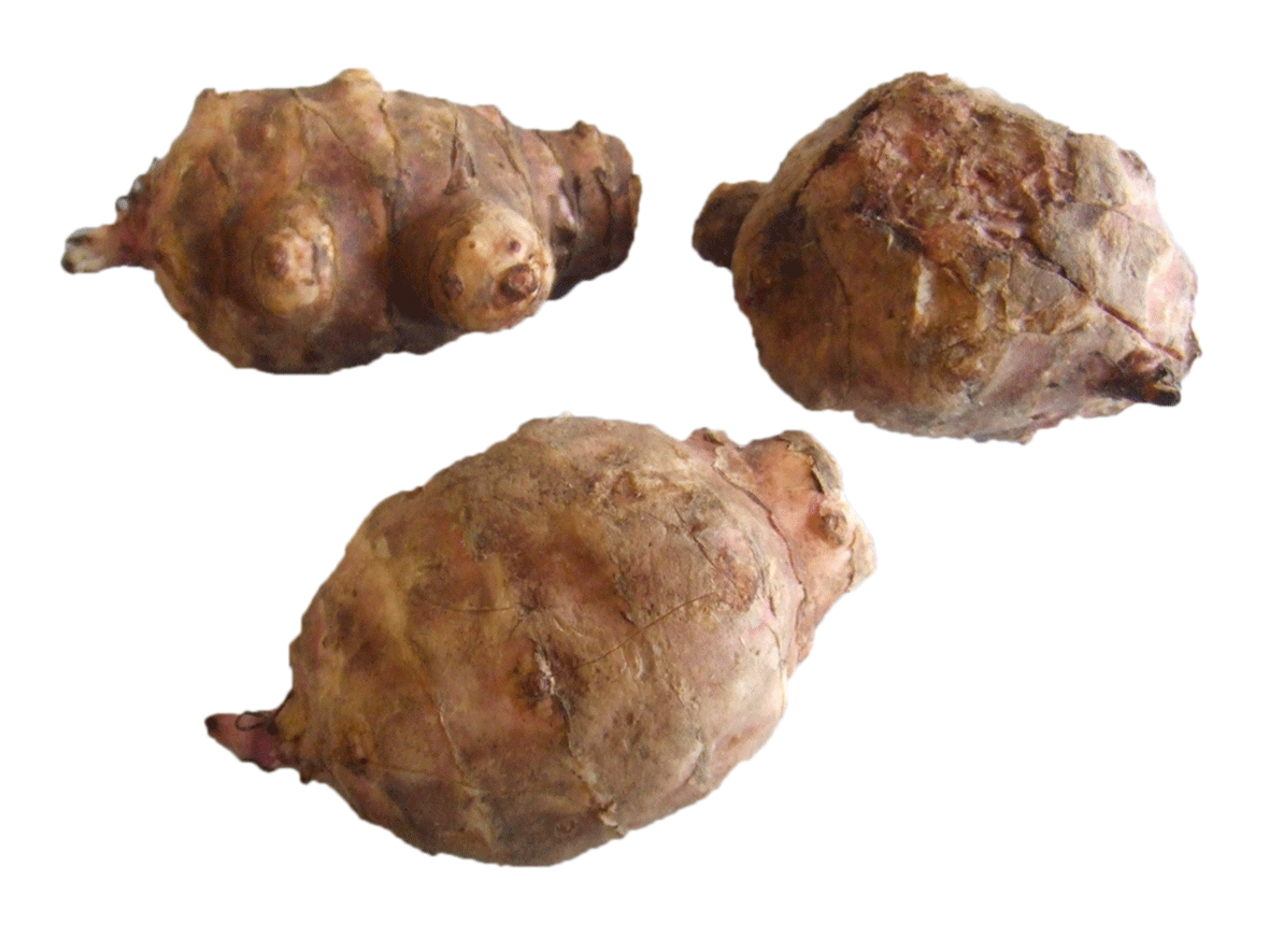 La colonisation du milieu par les végétaux - 6e - Cours SVT - Kartable