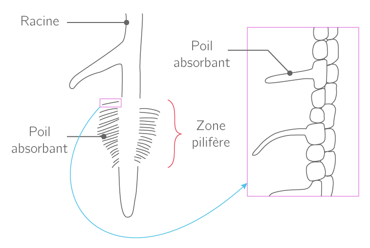 Kartable | Terminale S : SVT - Cours : La vie fixée des plantes