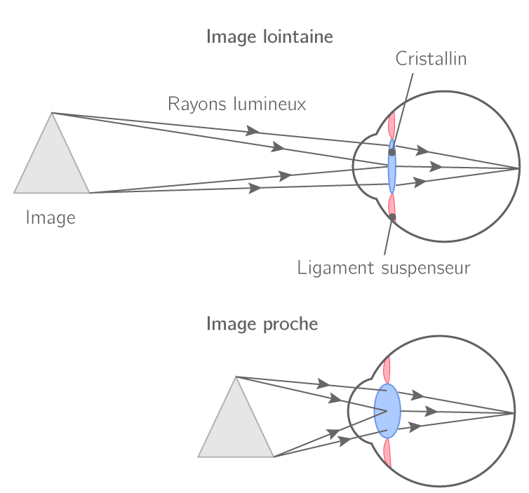 Kartable | 1ère S : SVT Spécifique - Cours : La vision