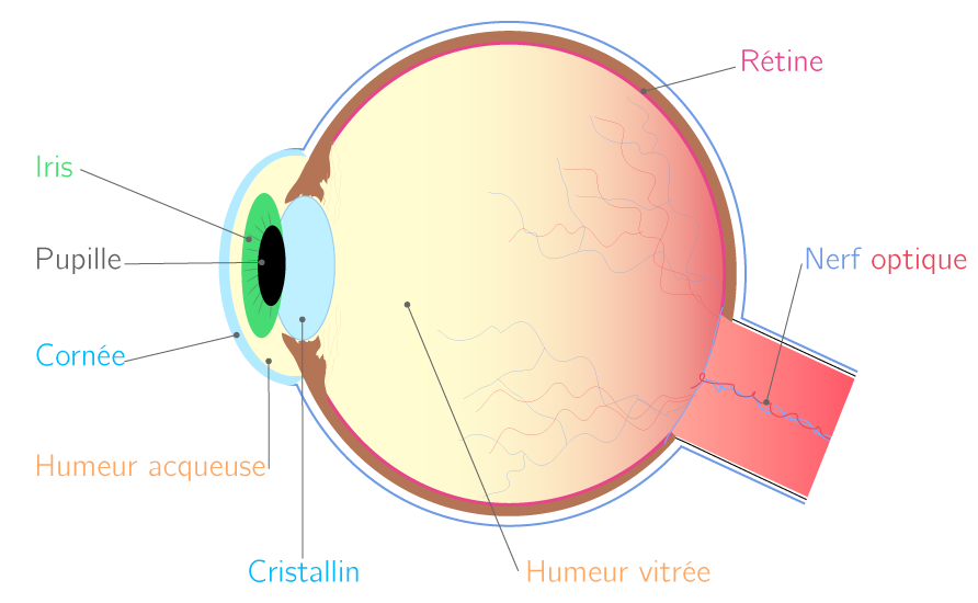 L'œil humain - 4e - Cours Physique-Chimie - Kartable