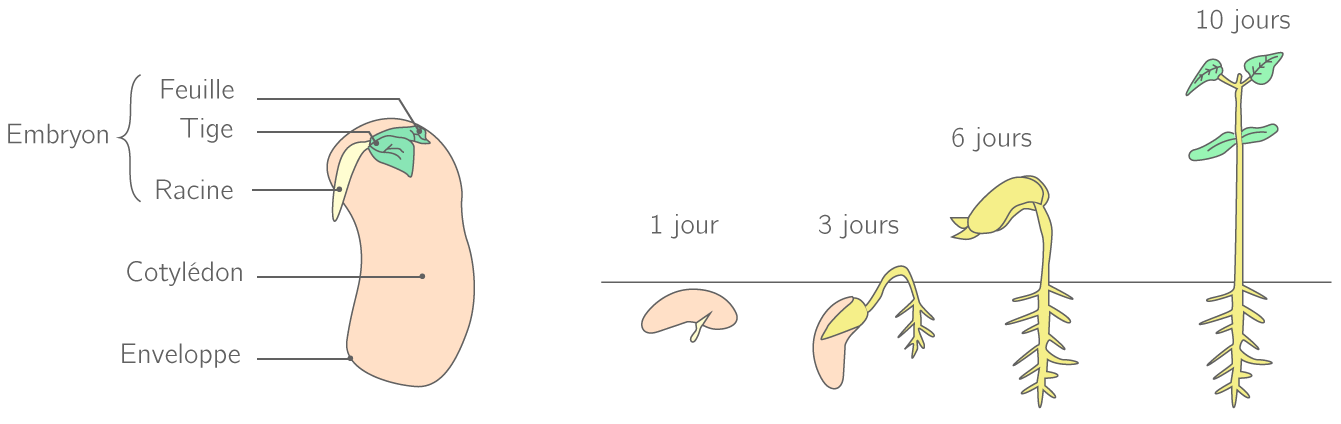 La colonisation du milieu par les végétaux - 6e - Cours SVT - Kartable