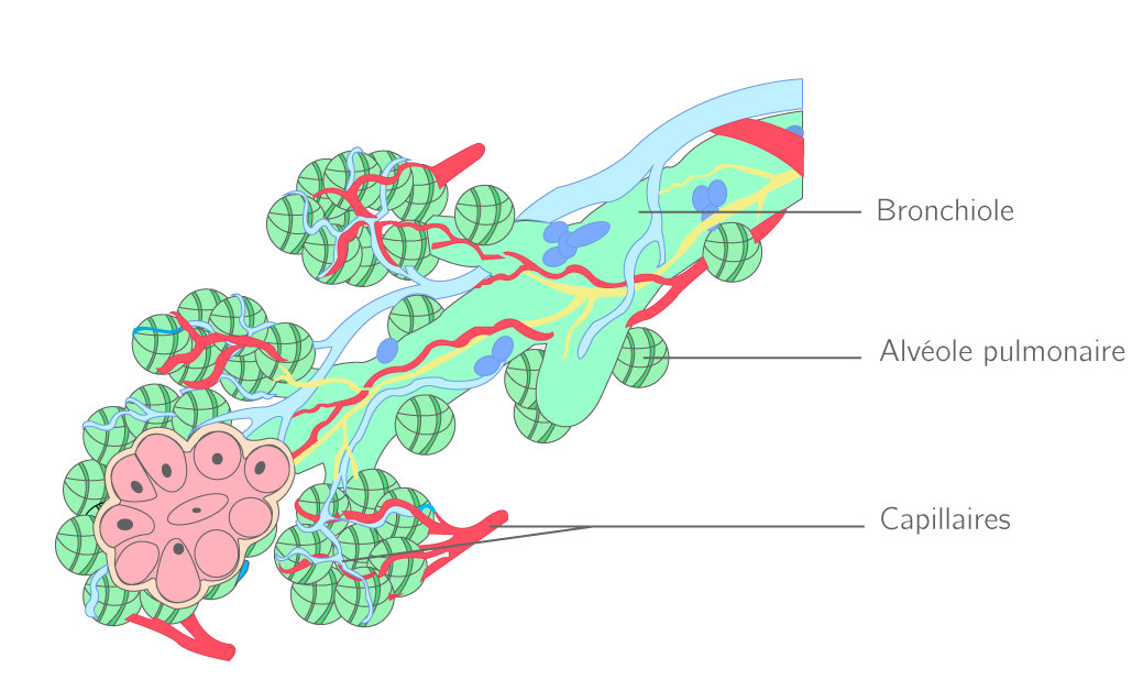L'approvisionnement des organes en dioxygène de l'air - 5e - Cours SVT ...