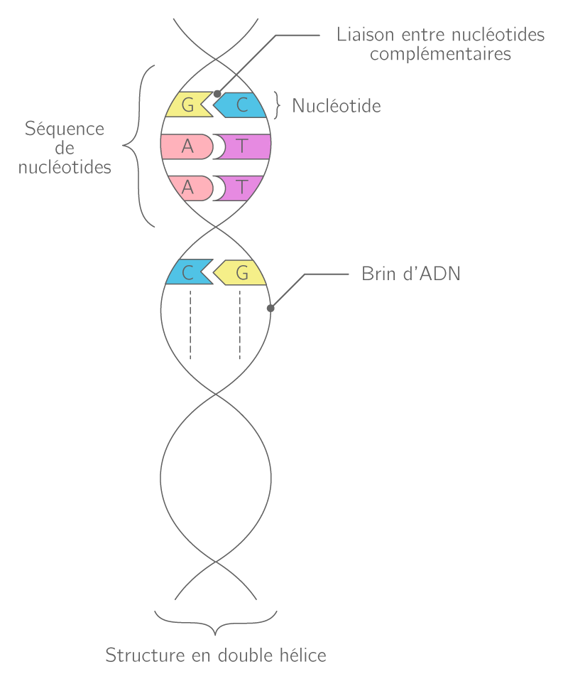 Kartable | 2nde : SVT Spécifique - Exercices de connaissances ...