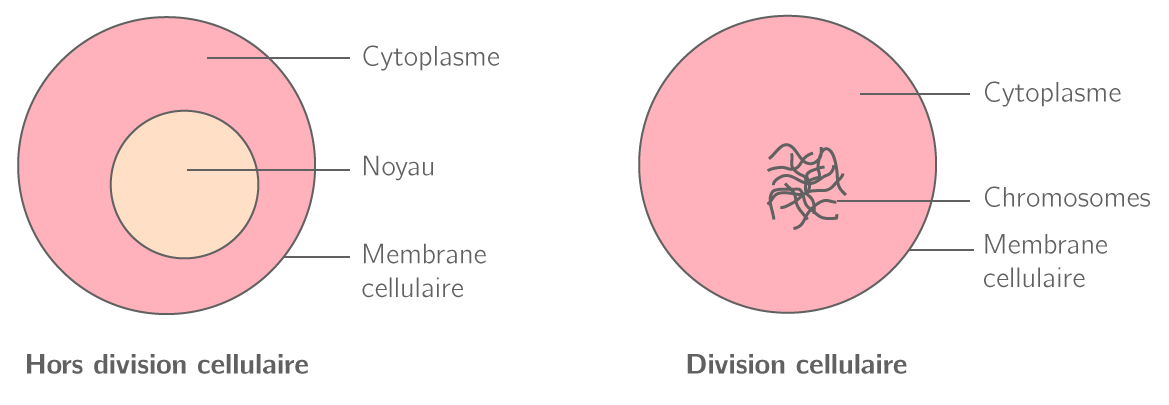 Kartable 3ème Svt Spécifique Cours Les Supports De L