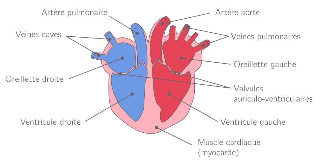 Kartable | 2nde : SVT Spécifique - Cours : L'effort et les ...