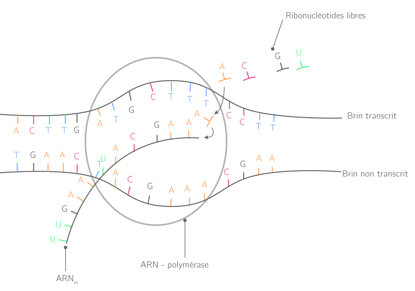 Kartable | 1ère S : SVT Spécifique - Exercices de connaissances ...