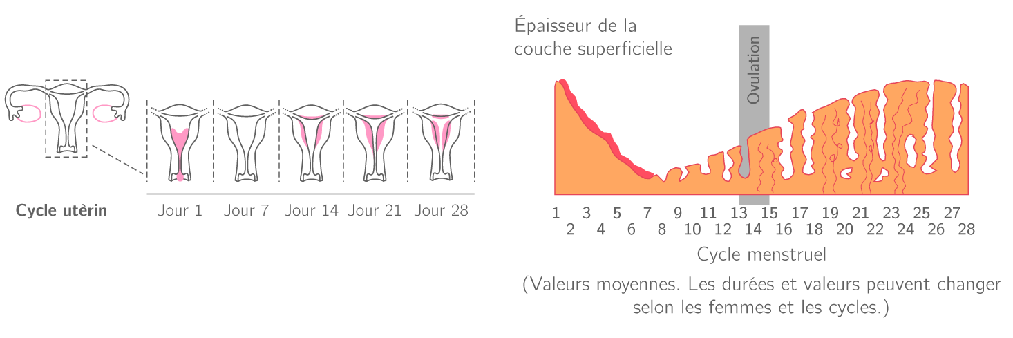 Kartable 4ème Svt Spécifique Cours Devenir Capable De