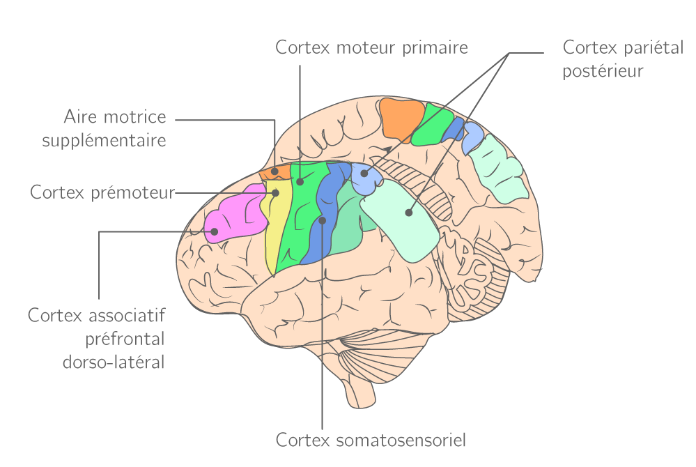 Kartable | Terminale S : SVT Spécifique - Cours : De la volonté au ...