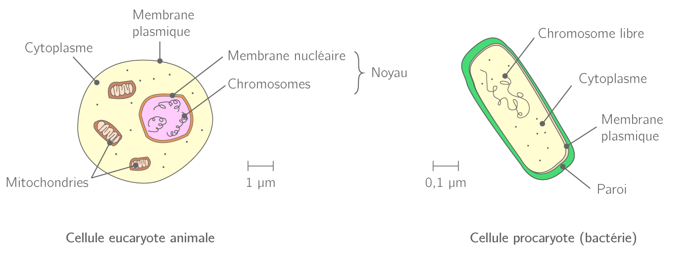 Kartable | 2nde : SVT Spécifique - Cours : La nature du vivant