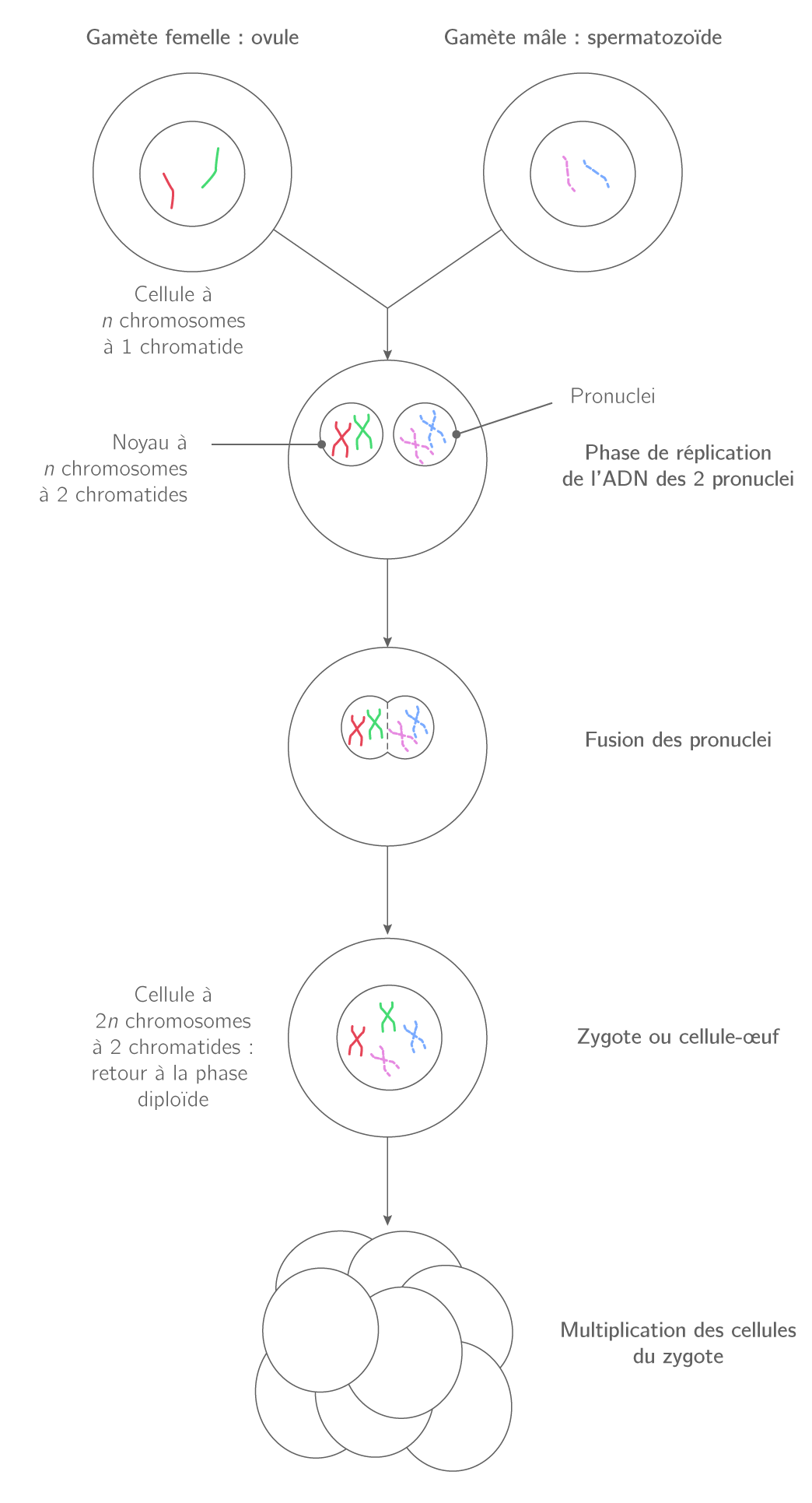 Kartable | Terminale S : SVT - Cours : Le brassage génétique par la ...