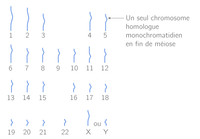 Kartable | Terminale S : SVT - Cours : Le brassage génétique par la ...