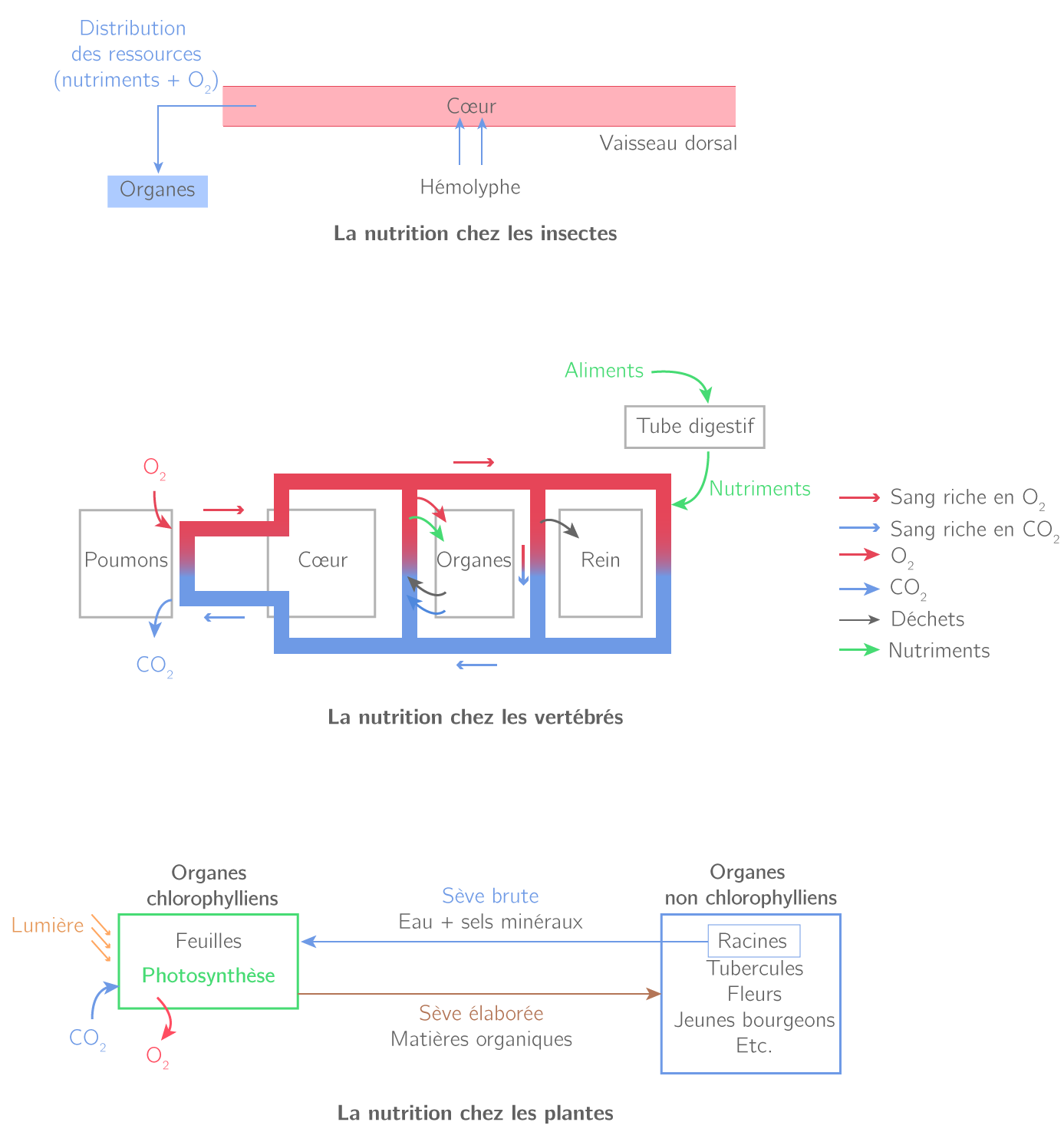 La nutrition chez les êtres vivants - 4e - Schéma de synthèse SVT ...