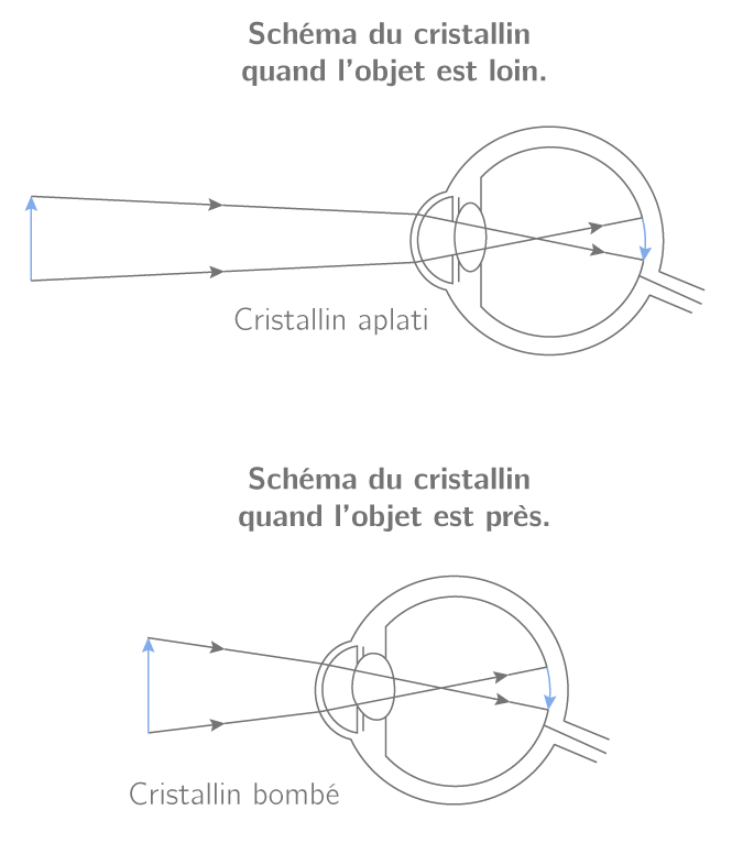 La vision - Cours Sciences de la vie et de la terre - Kartable