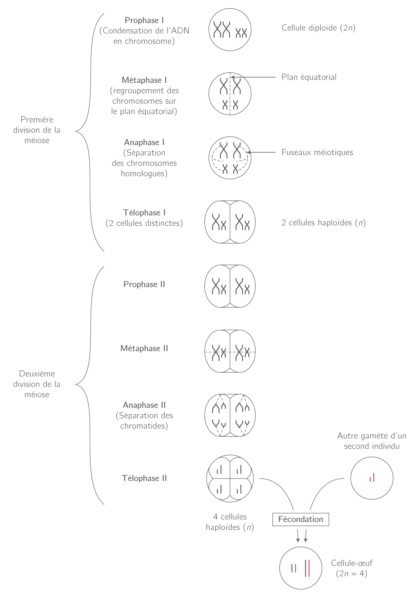 Kartable | Terminale S : SVT Spécifique - Exercices de connaissances ...