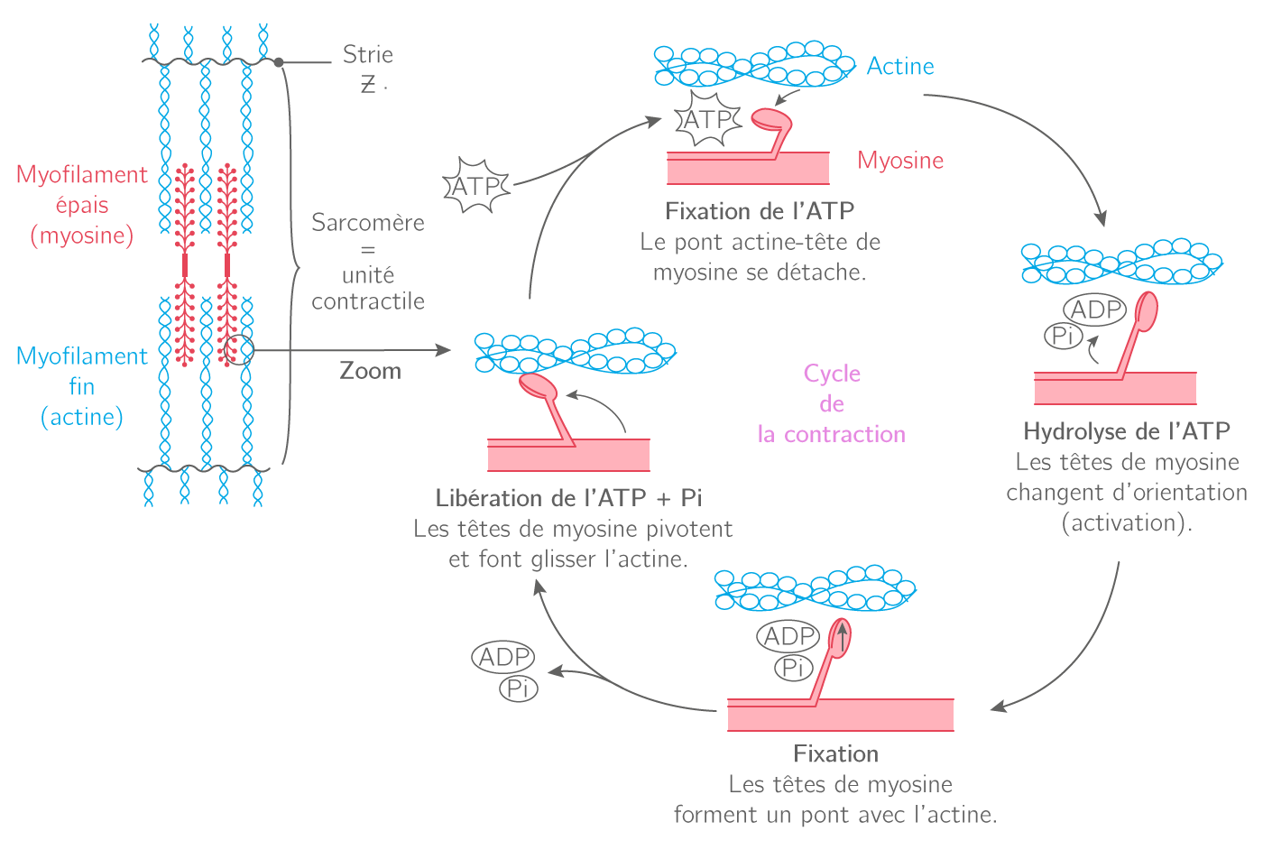 Kartable | Terminale S : SVT Spécialité - Exercices de connaissances ...