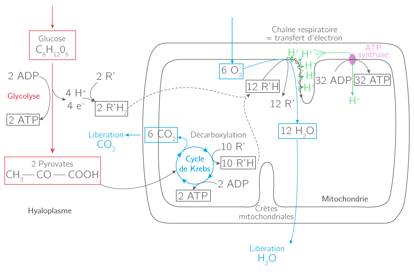 Sch matiser La Respiration Cellulaire TS Exercice De Connaissances Sch matiser La Respiration Cellulaire TS Exercice De Connaissances