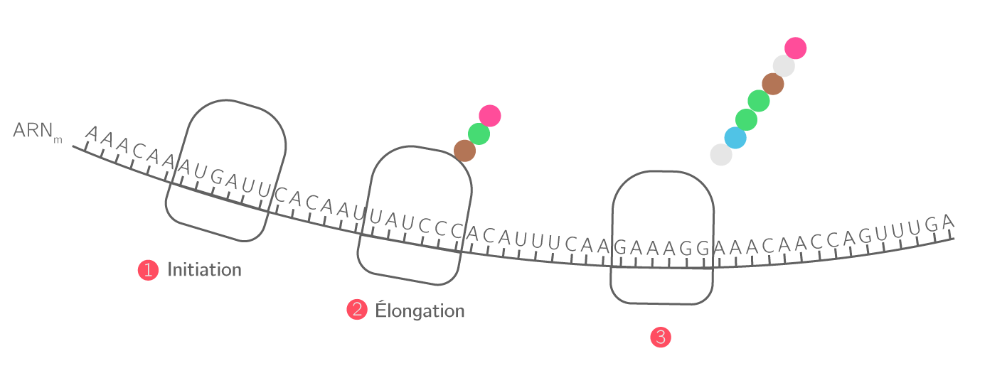 Schématiser la transcription et la traduction - 1S - Exercice de ...