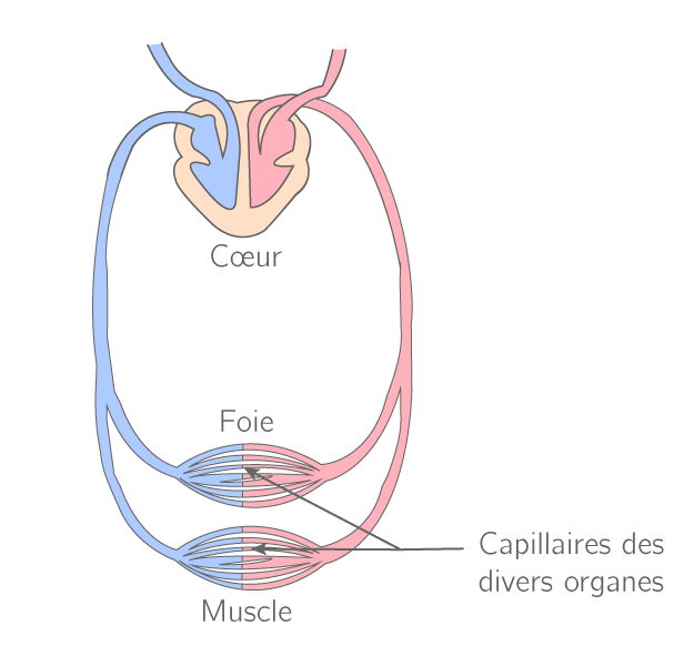 Schématiser le fonctionnement de l'appareil circulatoire - 2nde ...