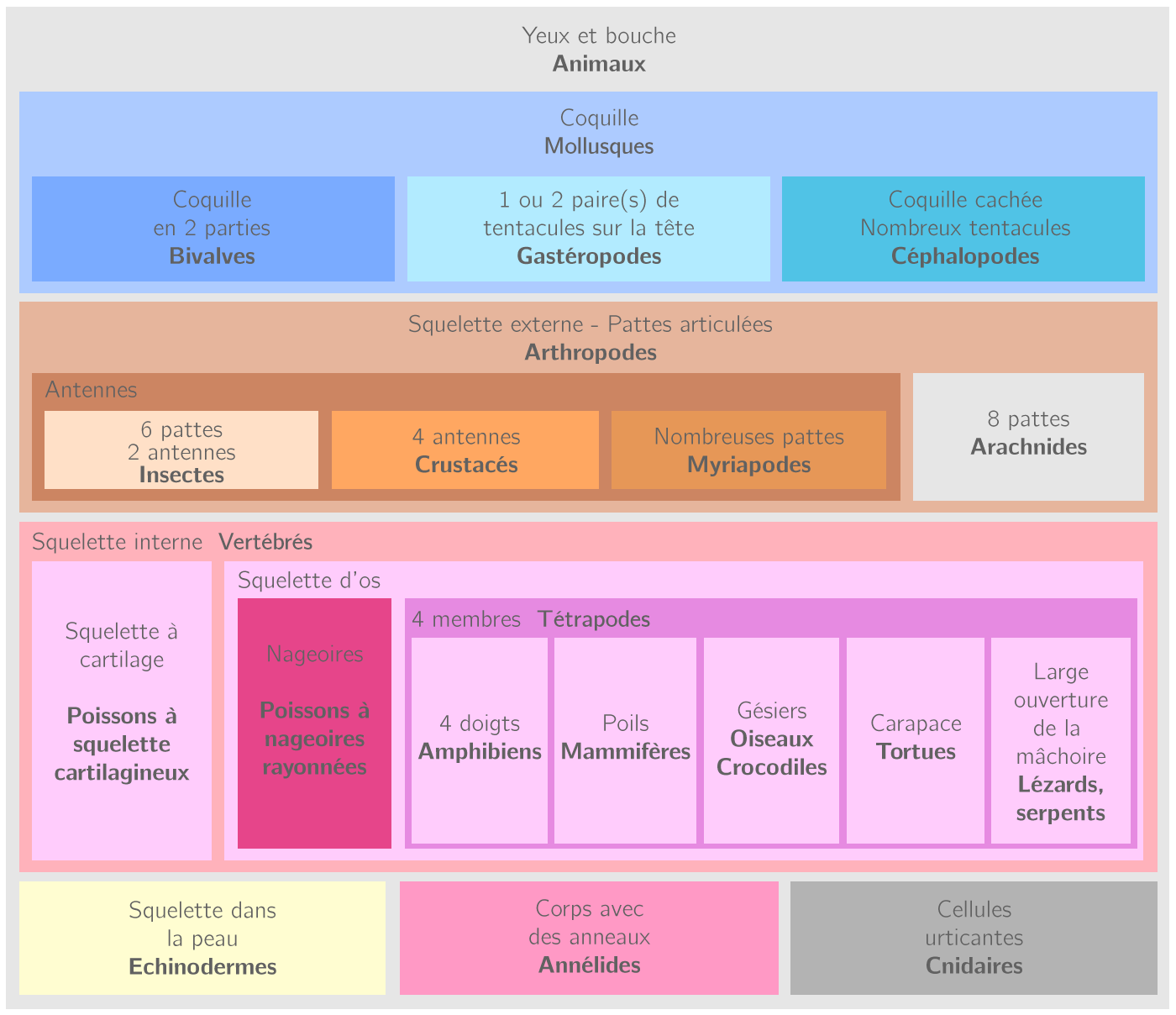 La classification des animaux - 6e - Fiche mémo Sciences - Kartable