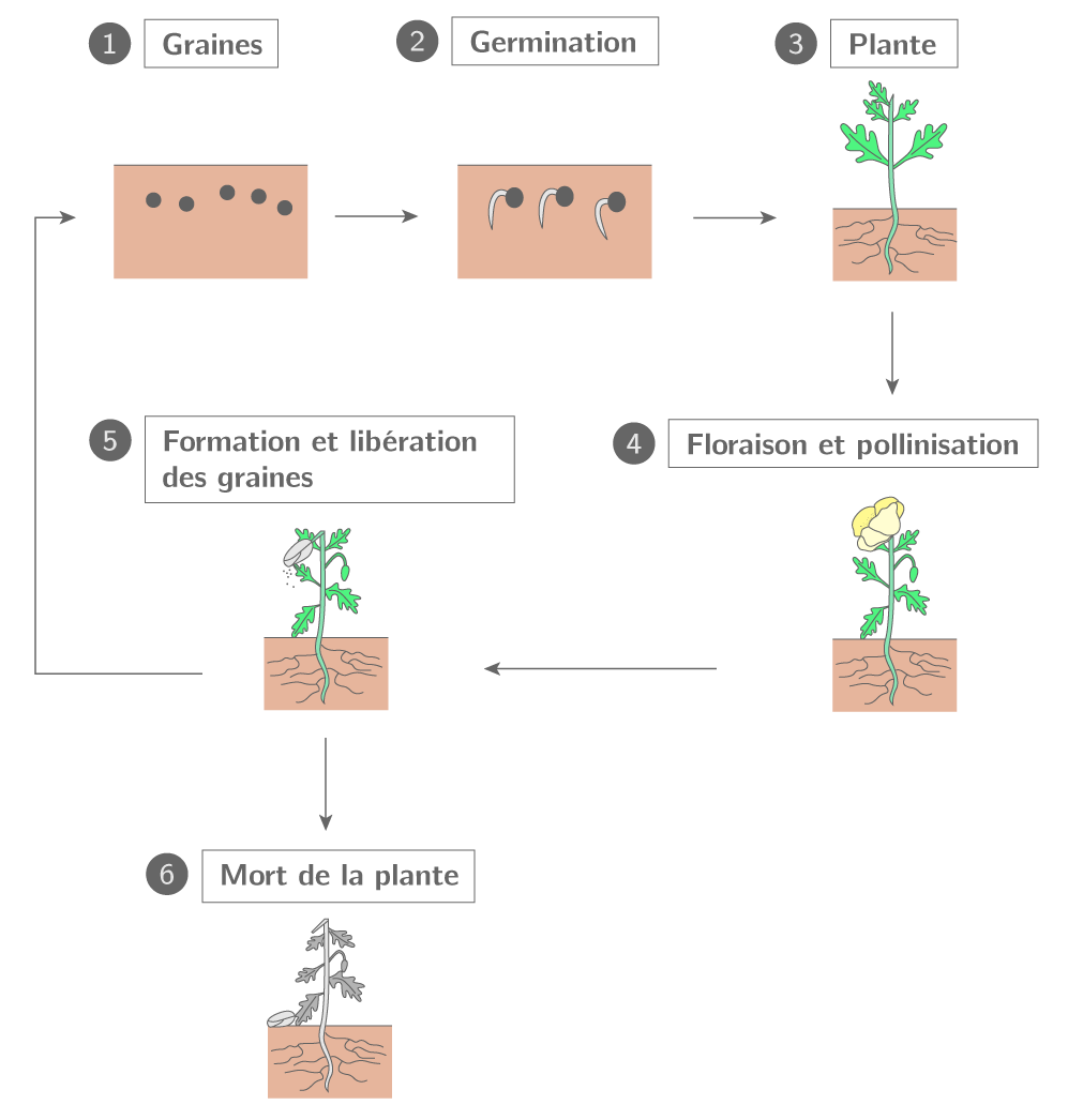 Diagramme Du Cycle De Reproduction Des Plantes Comment Les Mousses Et