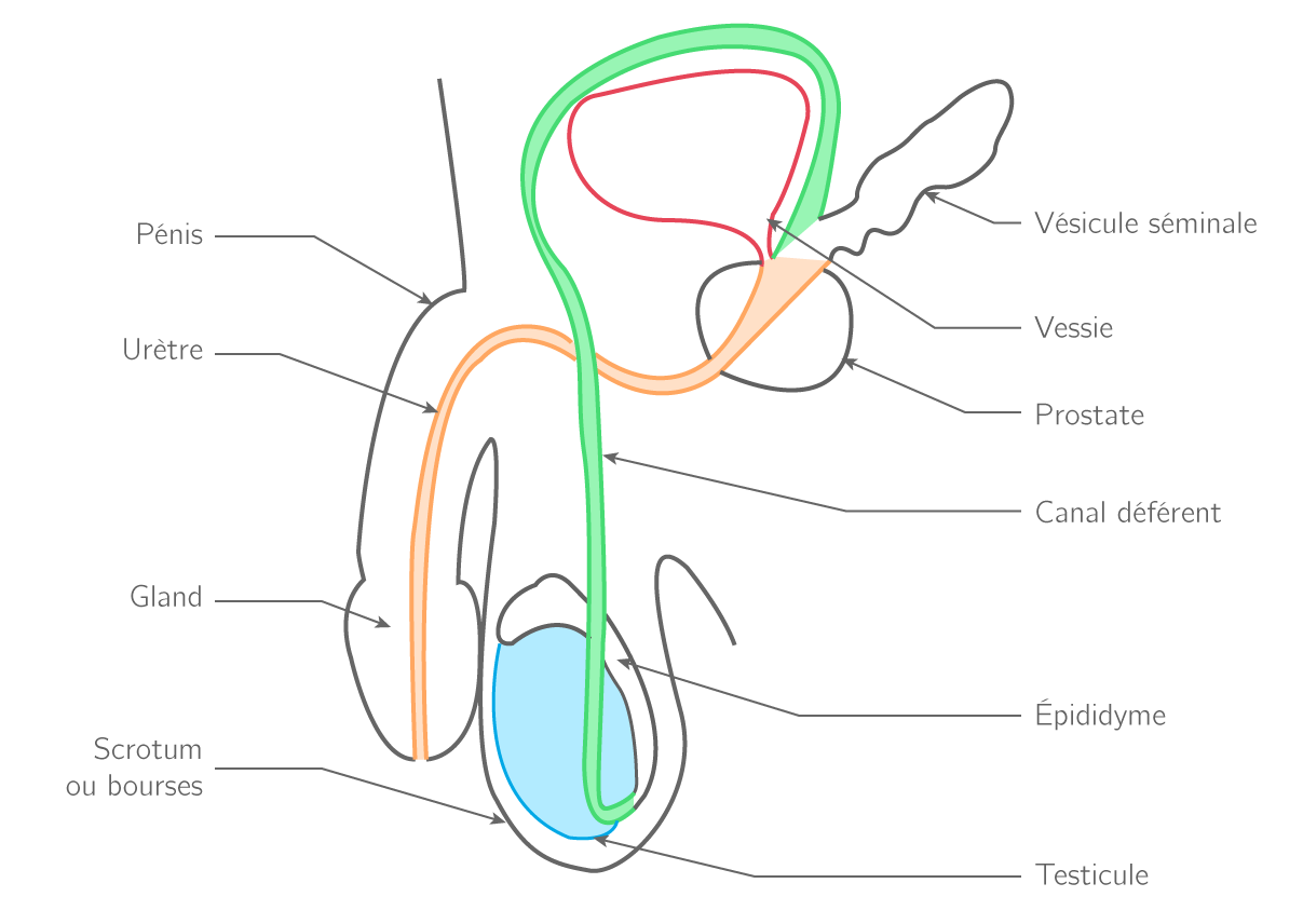 Schéma De Vue Latérale Du Système Reproducteur Masculin L'APPAREIL