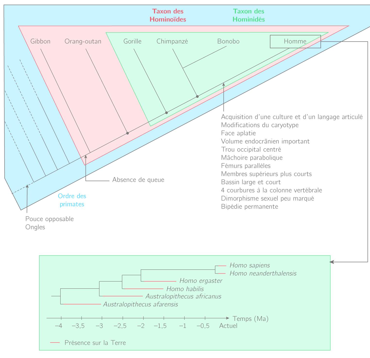 L'évolution de l'Homme - TS - Schéma de synthèse SVT - Kartable