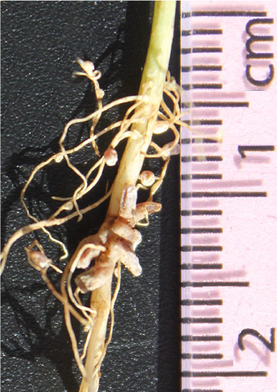Définir la notion de symbiose - 2nde - Exercice de connaissances SVT ...