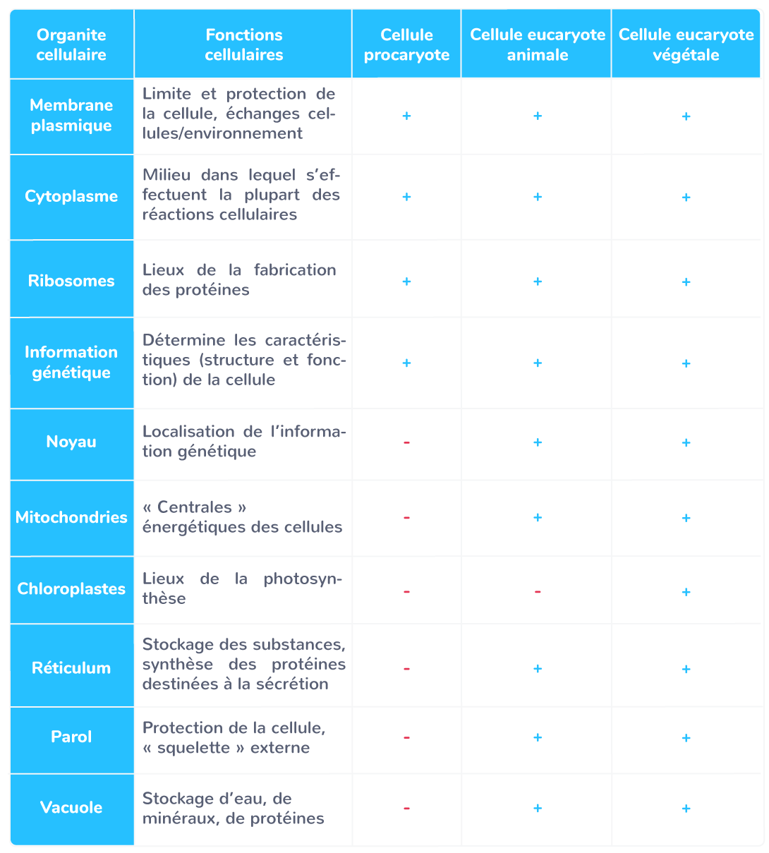 L'organisme pluricellulaire, un ensemble de cellules spécialisées ...