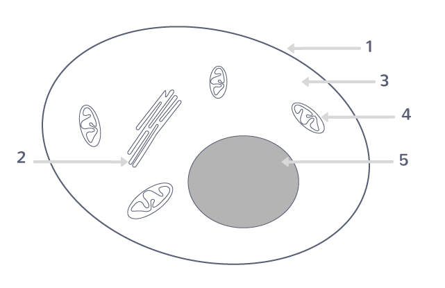Cellule Eucaryote Observations cellulaires