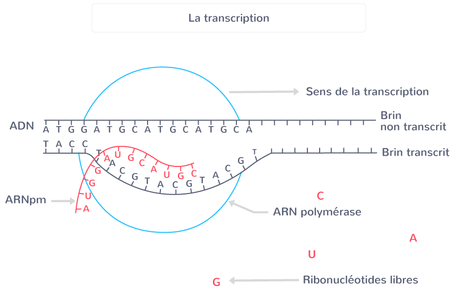 L’expression du patrimoine génétique - 1ère - Cours SVT - Kartable