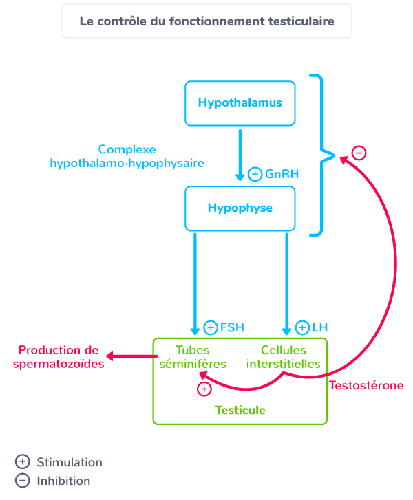 Hormones et procréation humaine - 2nde - Cours SVT - Kartable