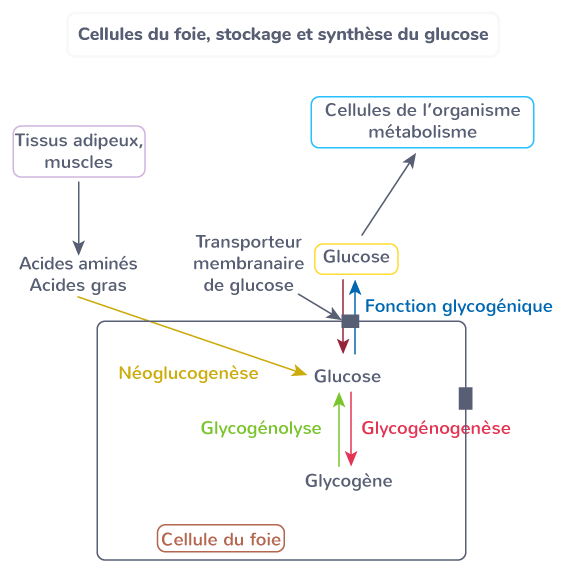 Le contrôle des flux de glucose, source essentielle d'énergie des ...