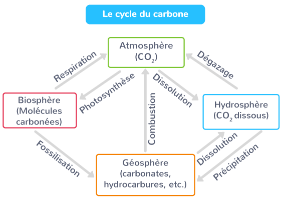 Schéma Simple Du Cycle Du Carbone