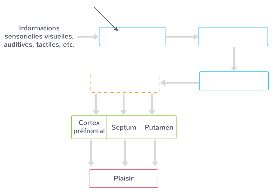 Schématiser le système de récompense/plaisir - 2nde - Exercice de ...