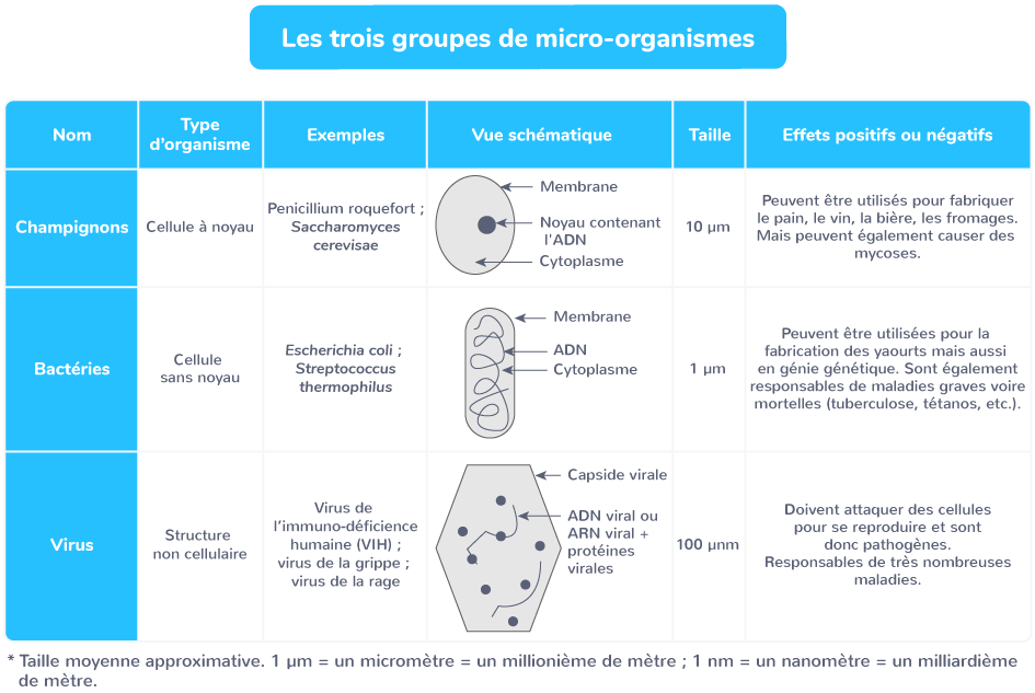 Les microbes - 5e - Cours SVT - Kartable