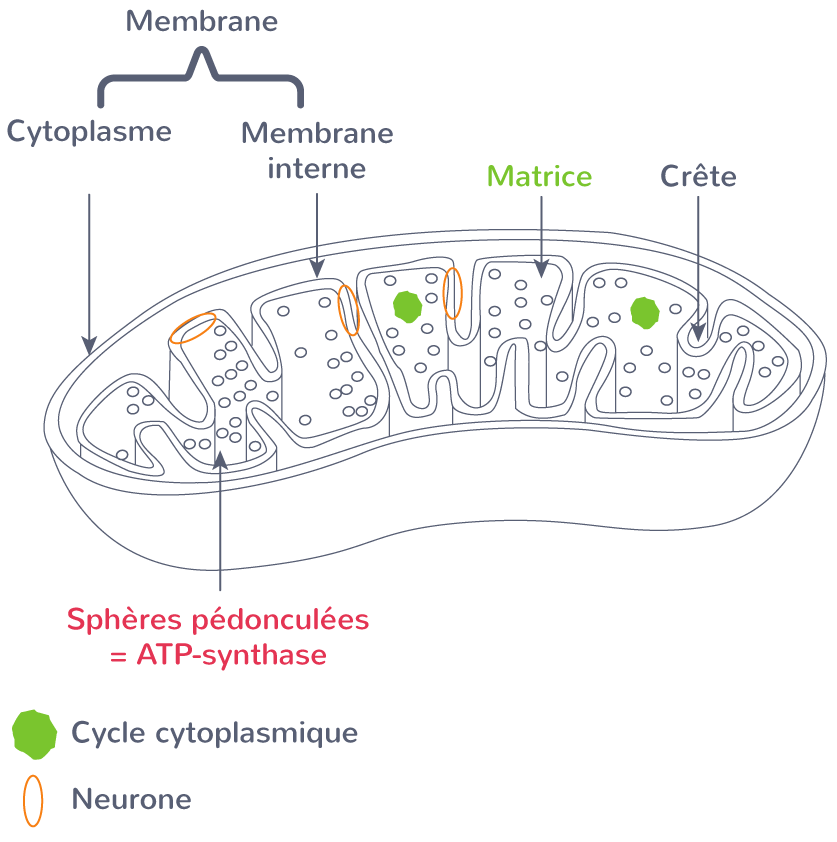 Schématiser une mitochondrie - Tle - Exercice de connaissances SVT ...