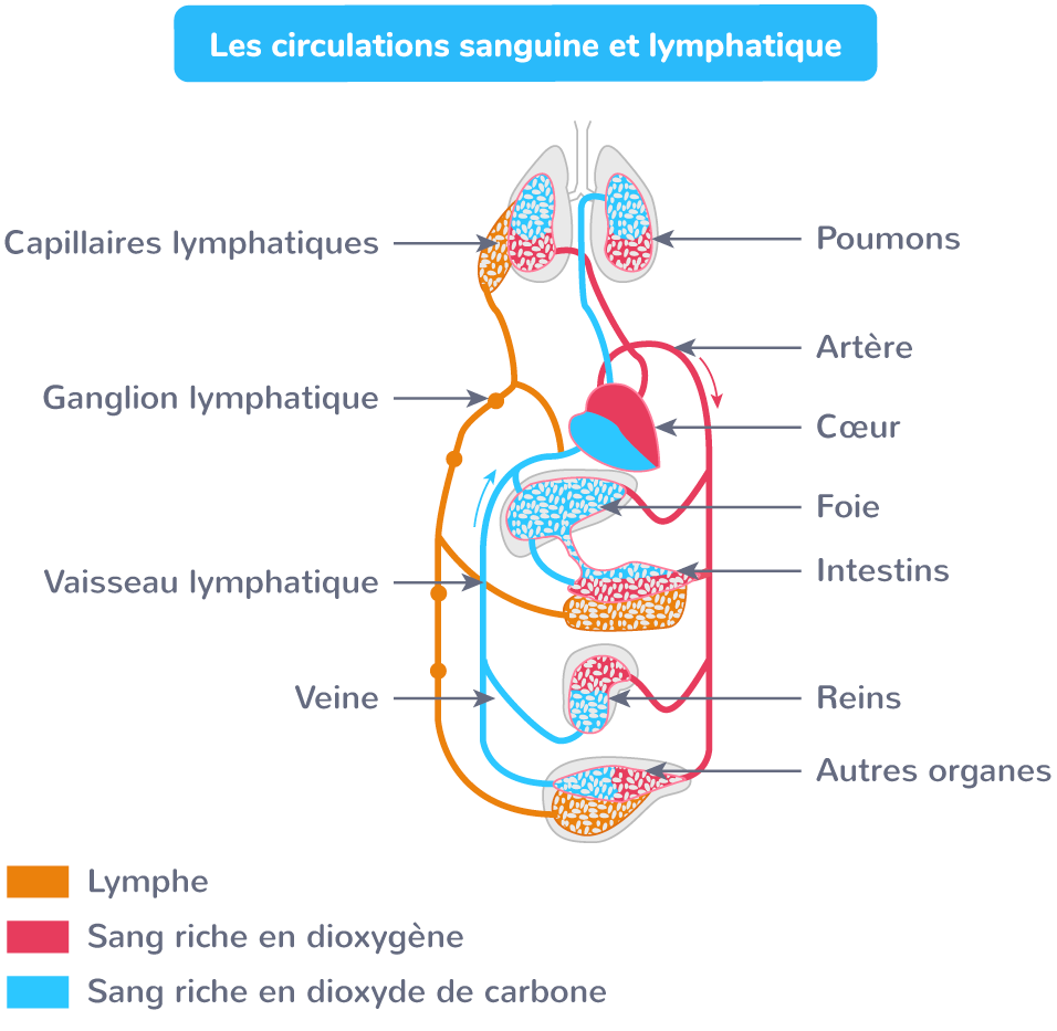 Schématiser les circulations sanguine et lymphatique - 4e - Exercice de ...