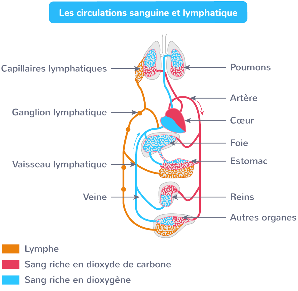 Schématiser les circulations sanguine et lymphatique - 4e - Exercice de ...
